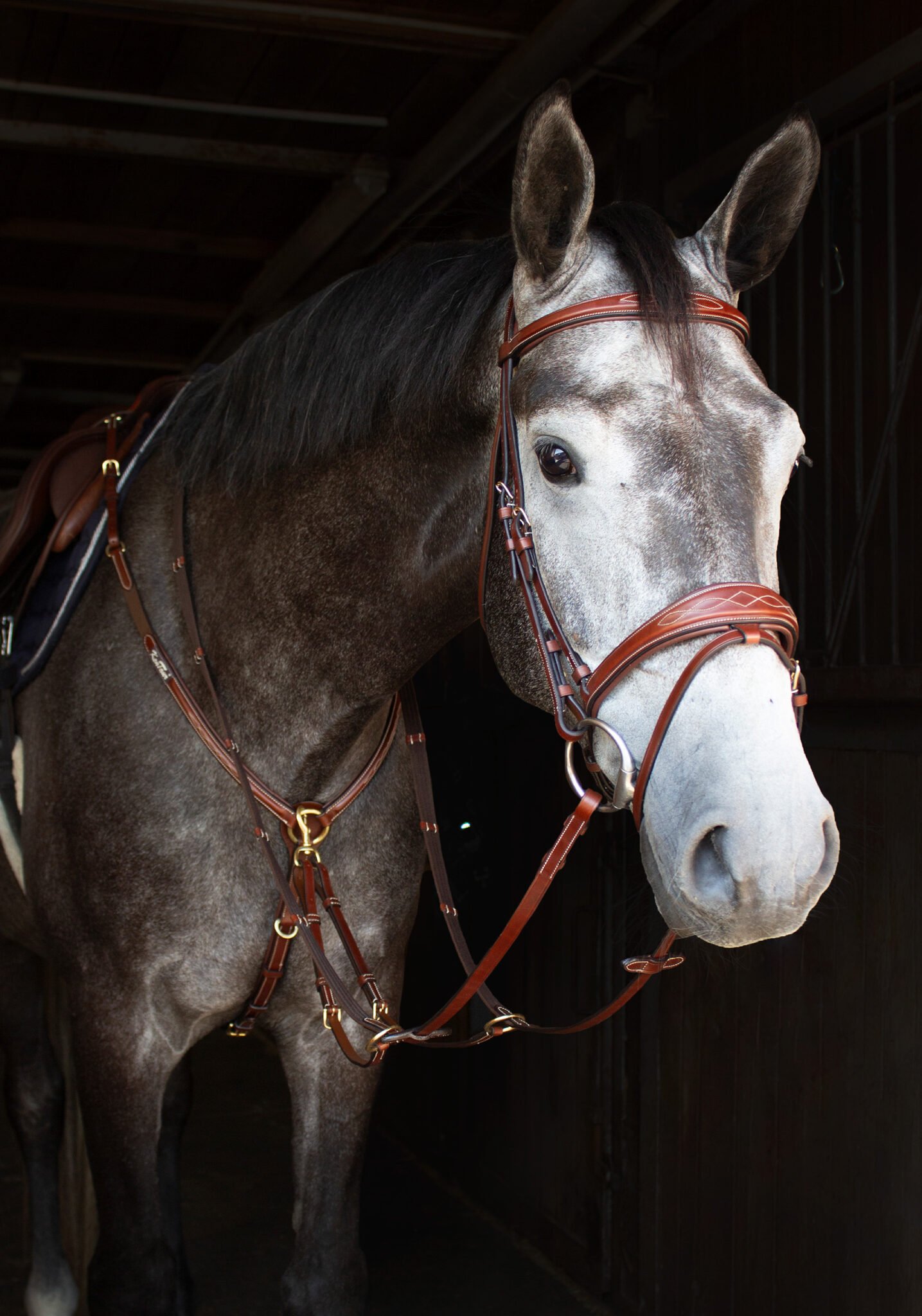 Best 5 Trusted Equestrian Brands Available Worldwide | Saddles, Tack ...