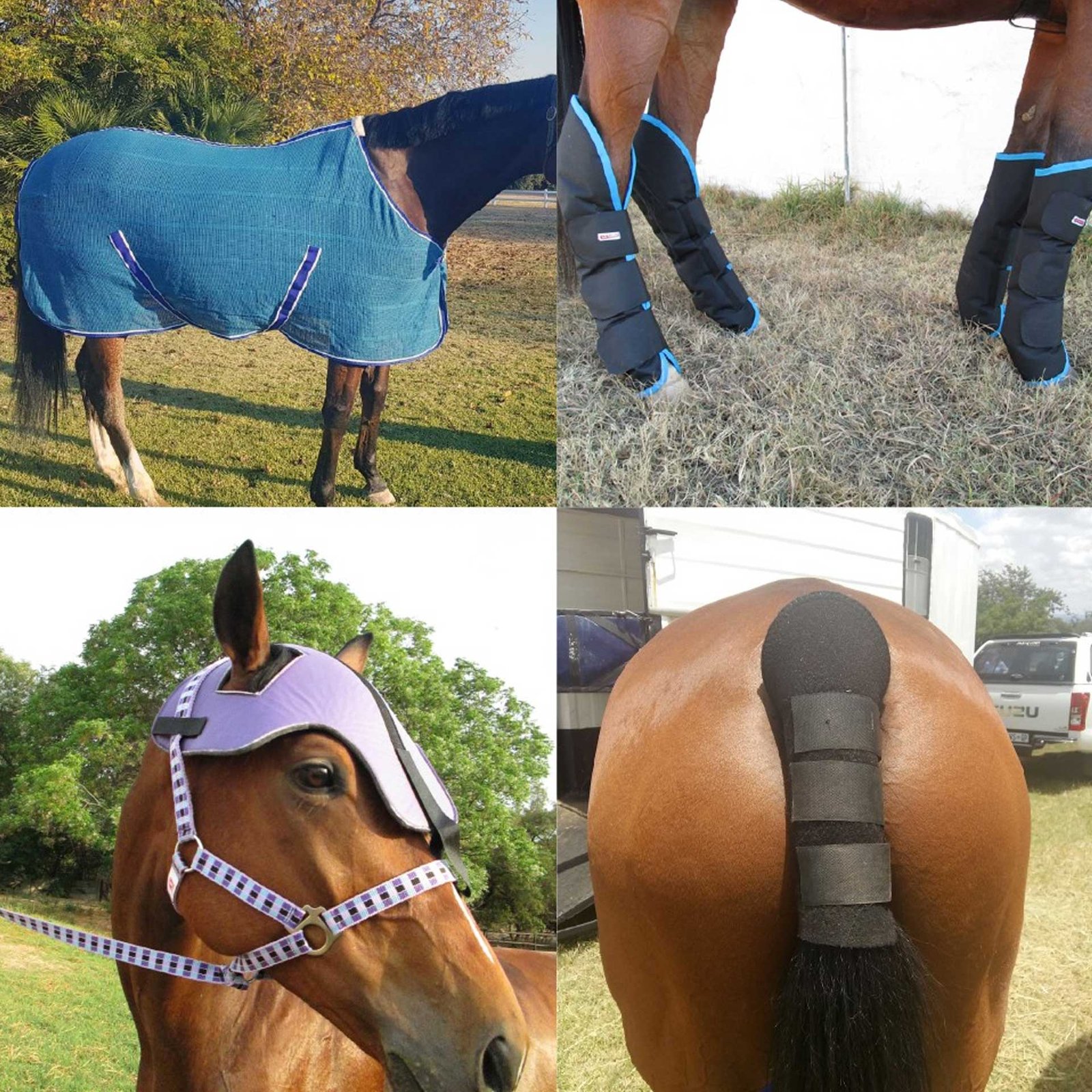 About Us - Horses for Sale Worldwide | Global Equine Marketplace